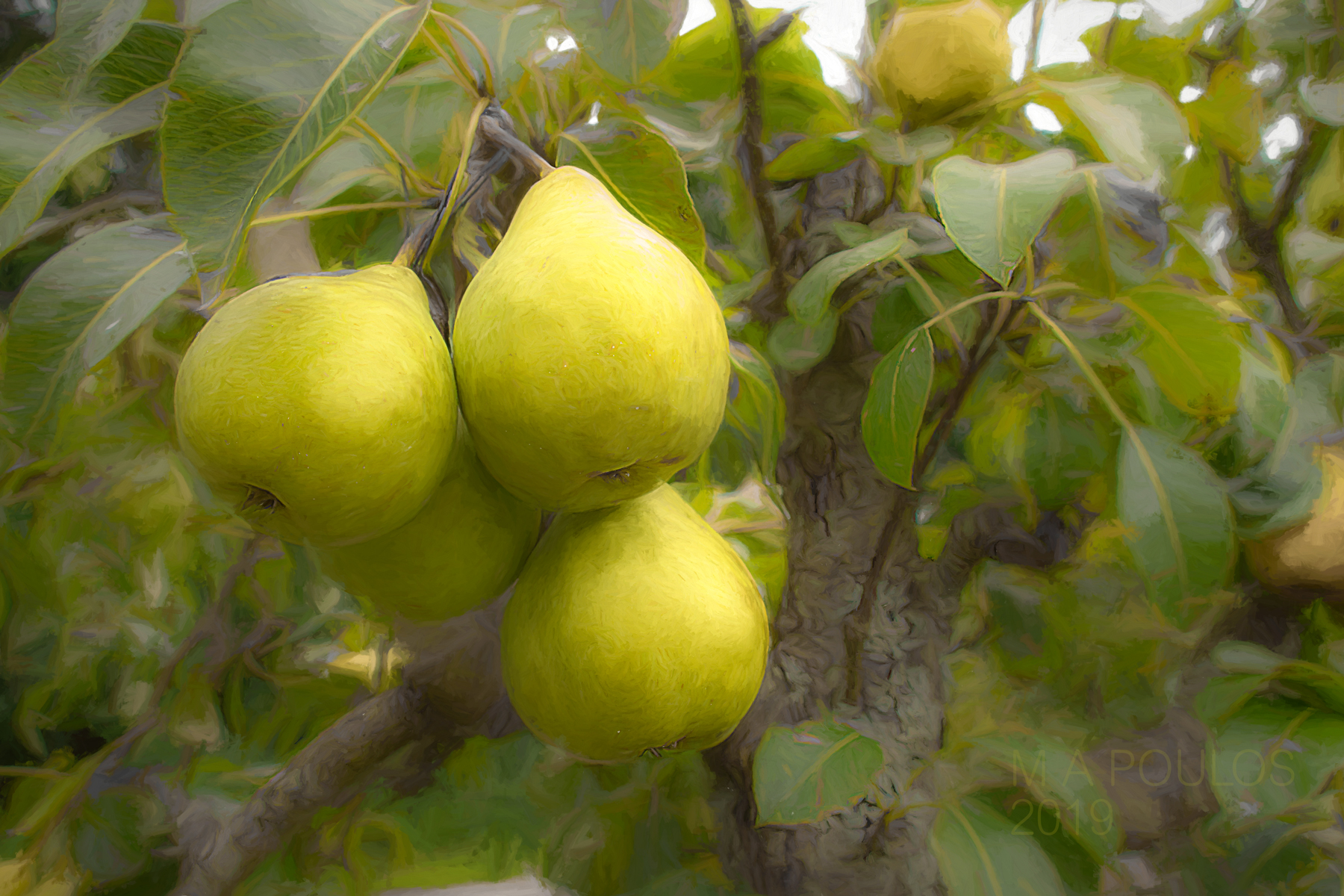 Pear Illustration - Maria Poulos